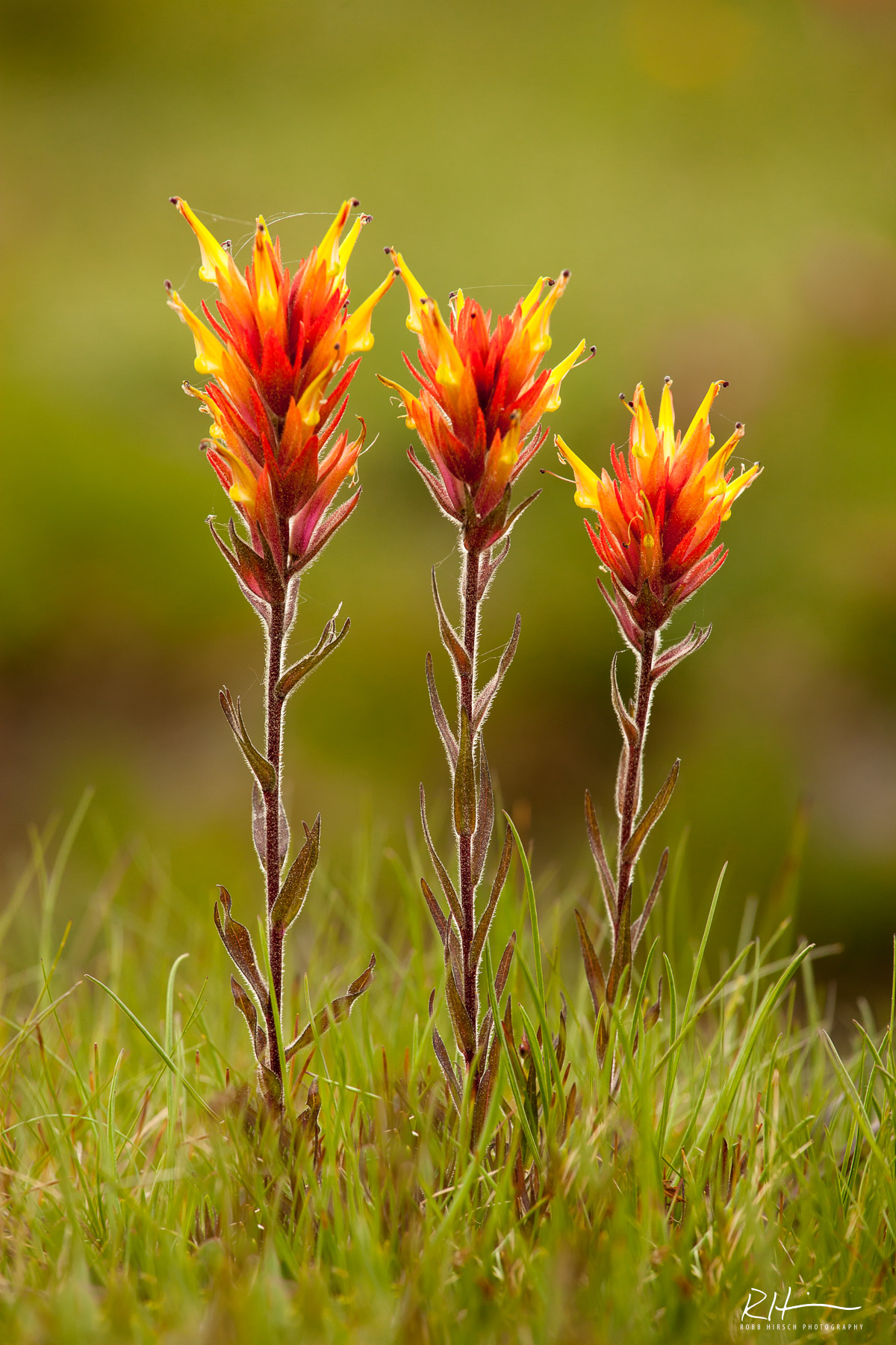 Flower Family | Yosemite National Park, California | Robb Hirsch ...