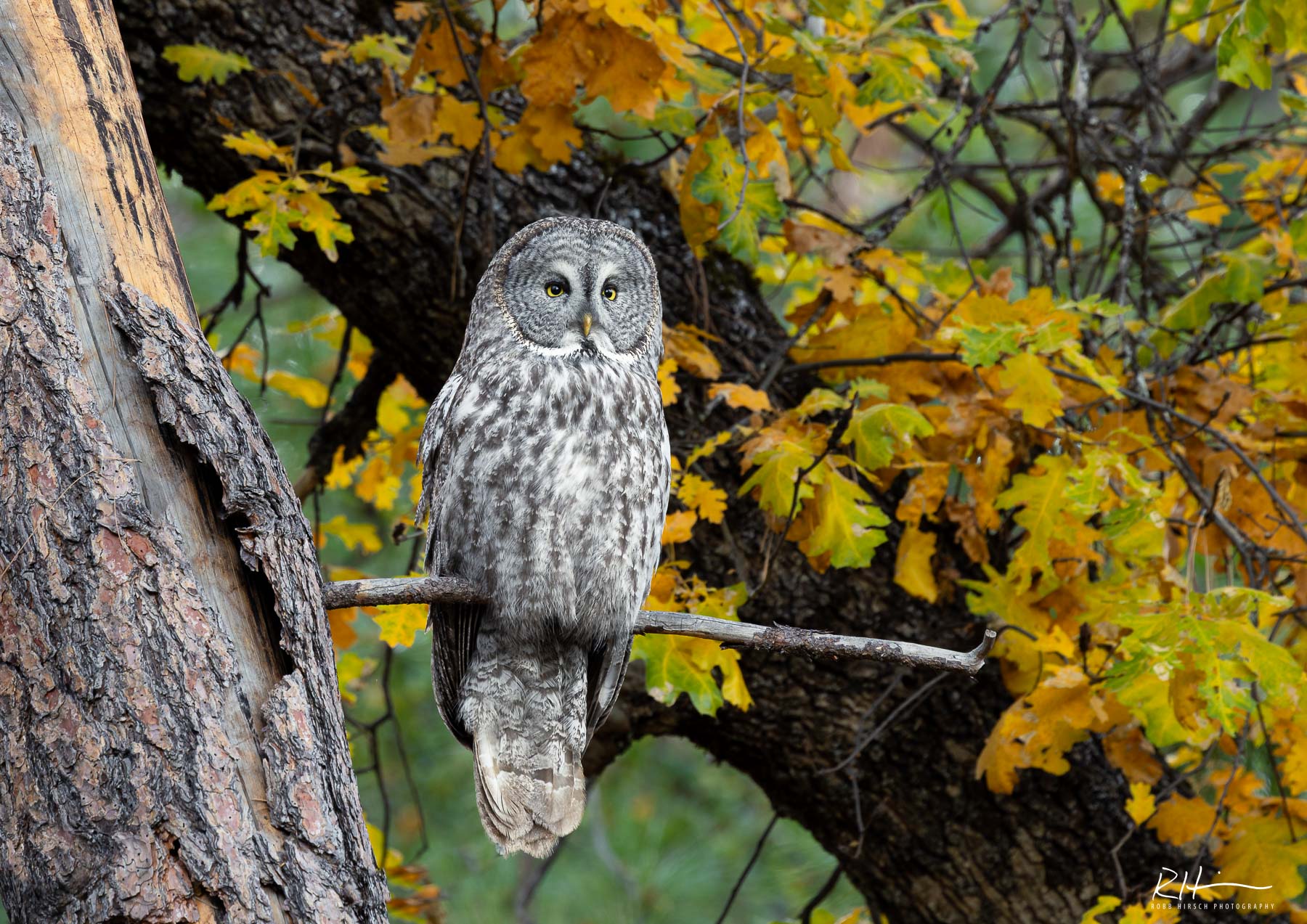 Wildlife | Robb Hirsch Photography