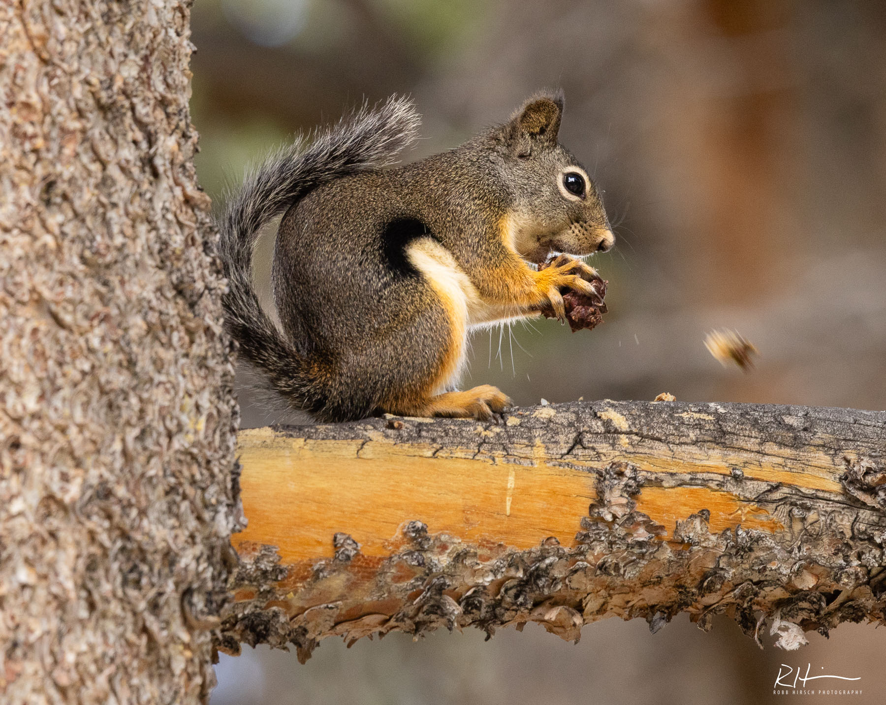 Lunch | Yosemite National Park, California | Robb Hirsch Photography