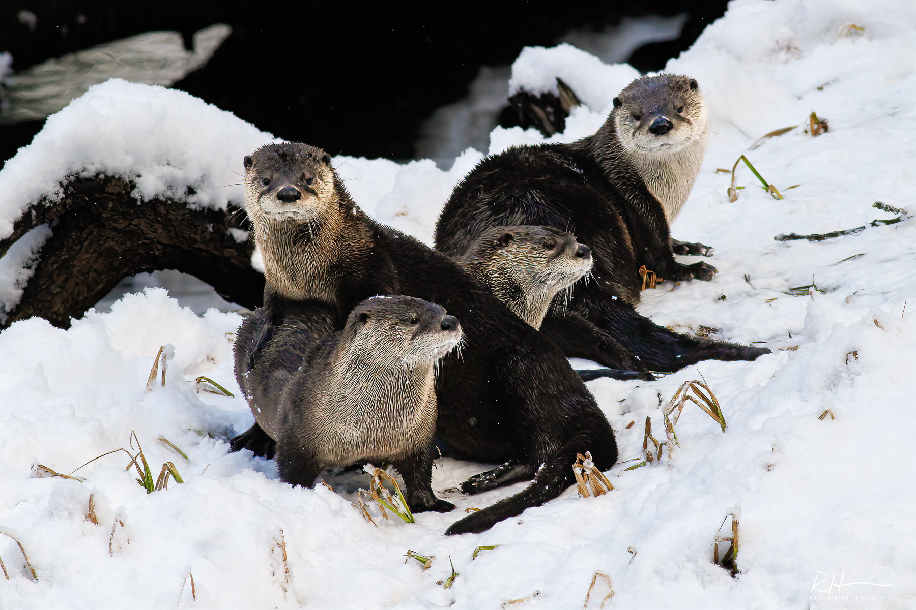 Otter Family | Yosemite National Park, CA | Robb Hirsch Photography