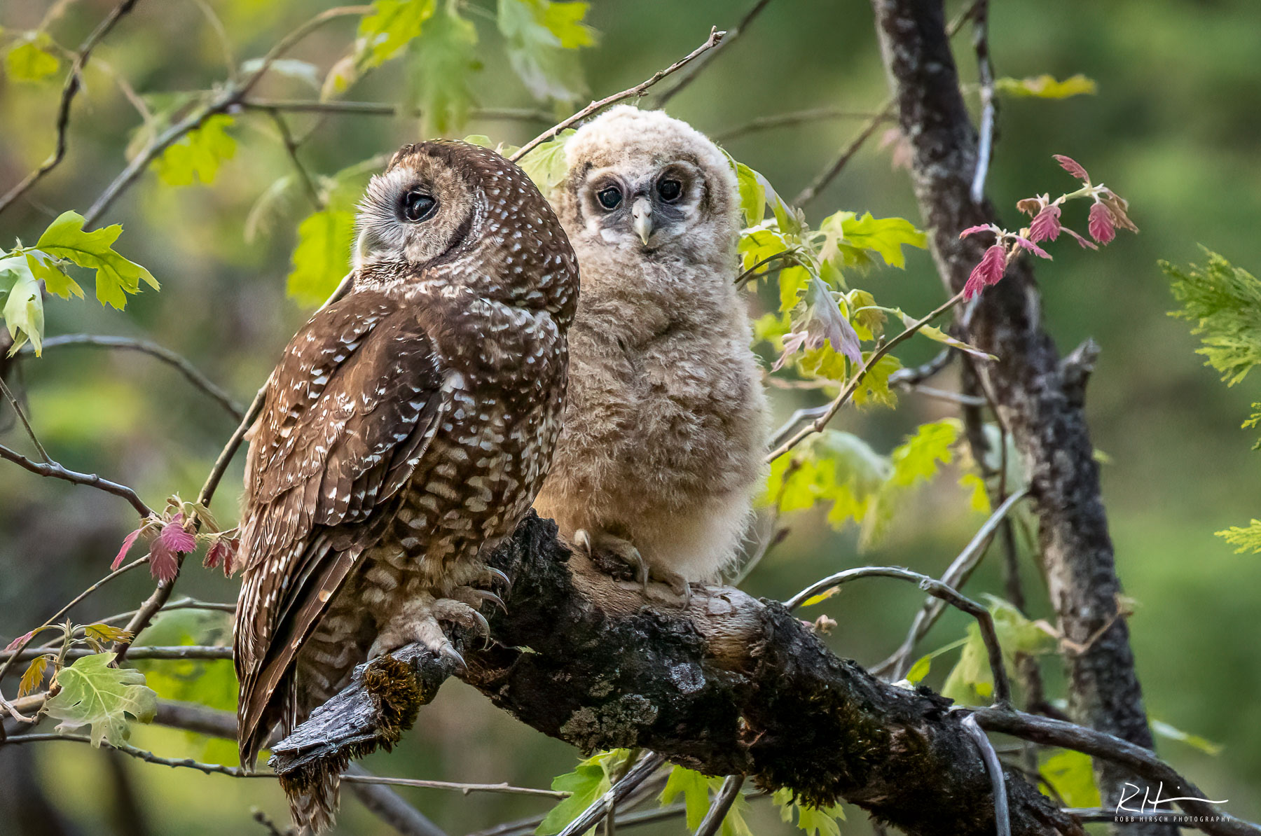 Parenthood | Yosemite National Park, CA | Robb Hirsch Photography