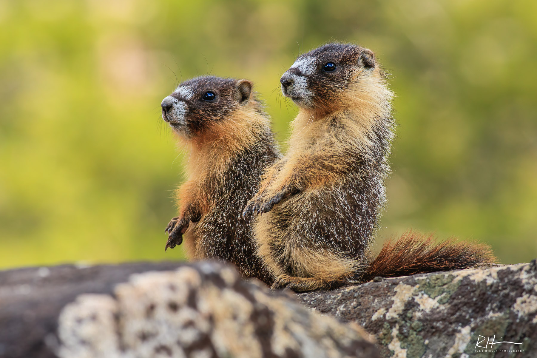 Sentinel Marmots | Yosemite National Park, CA | Robb Hirsch Photography