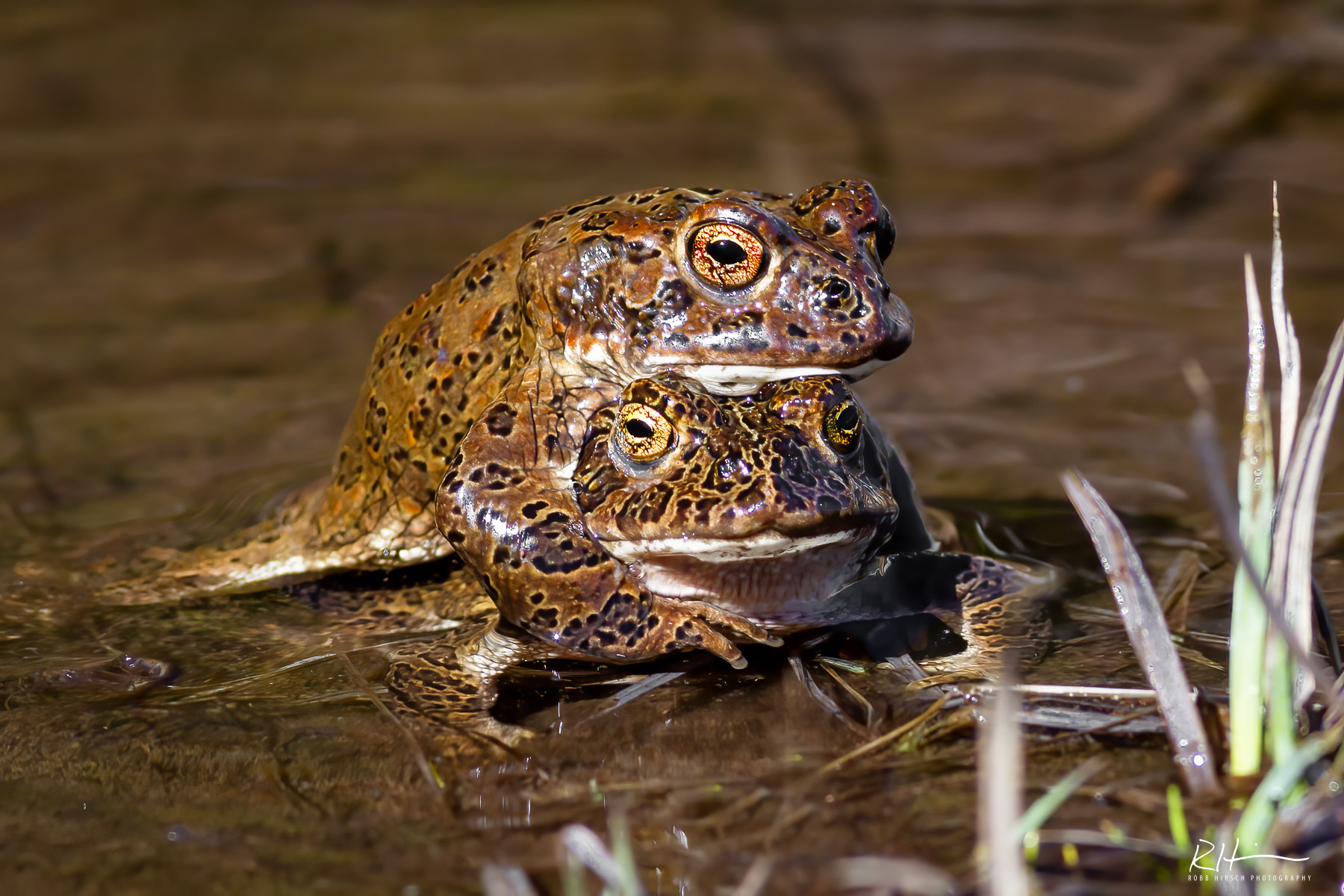Wrestling Toads | Yosemite National Park, CA | Robb Hirsch Photography